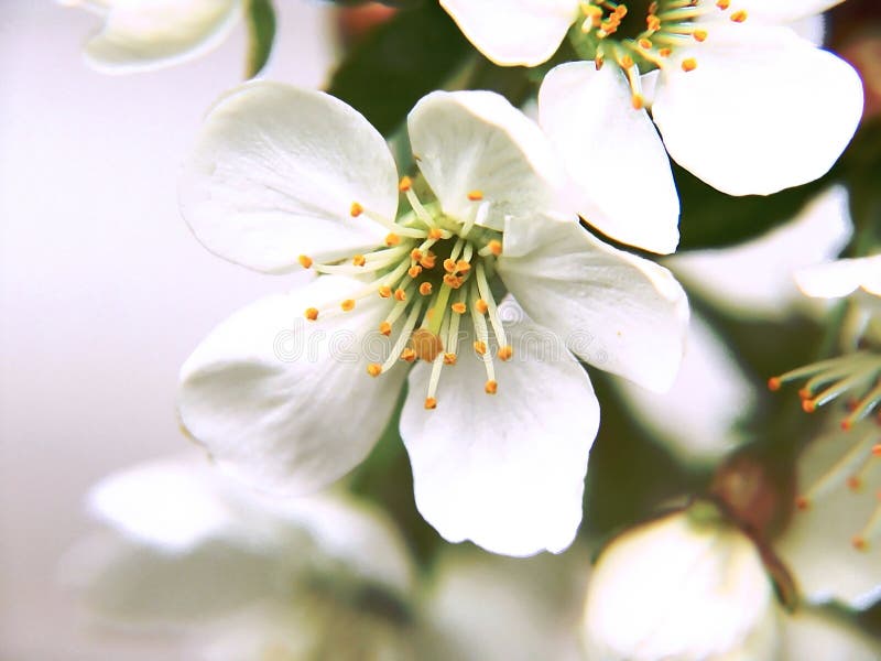 Spring sakura stock image. Image of stem, petal, bright - 2353863
