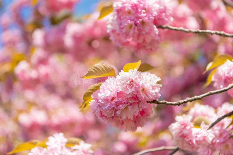 Sakura in bloom stock image. Image of springtime, blossom - 94363025