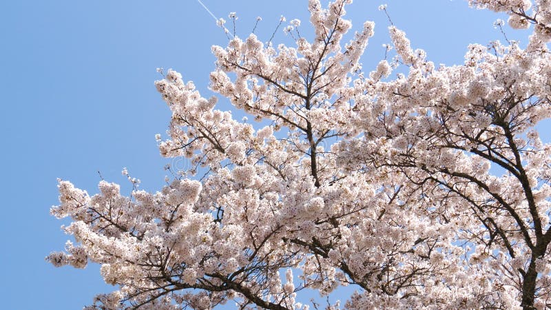 Spring Sakura Cherry Blossom Tree on Blue Sky Stock Video - Video of ...