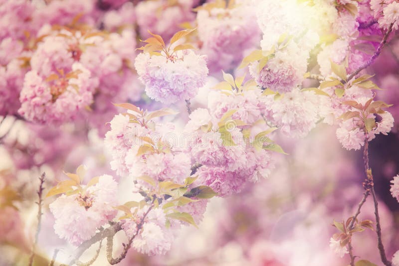 Spring Sakura Dreamy Background Stock Image - Image of dreamy, blossom ...