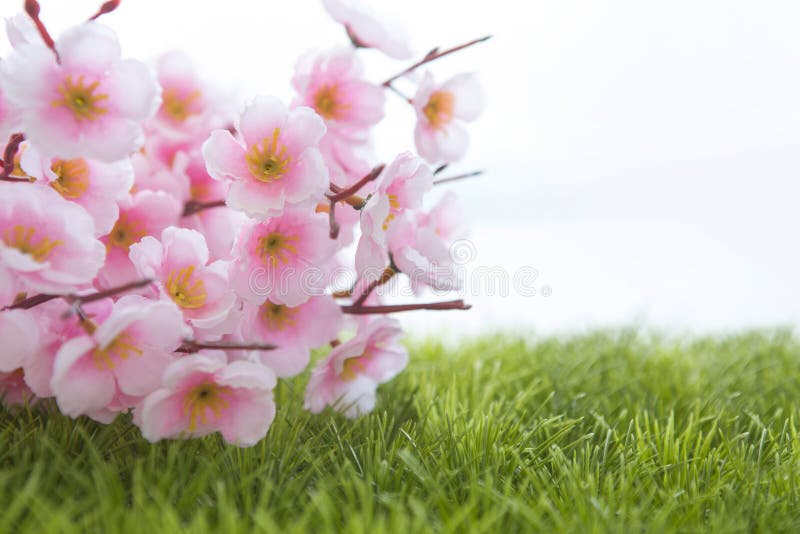 Spring Sakura Flowers Lying on Grass Stock Photo - Image of flower ...