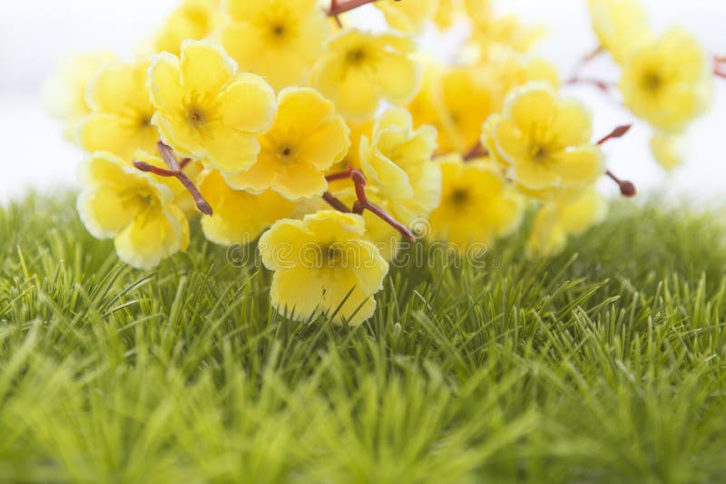 Spring Sakura Flowers Lying on Grass Stock Photo - Image of bloom ...