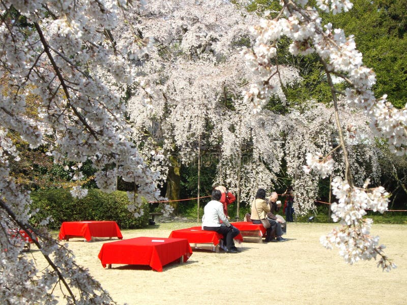 Spring Sakura in Kyoto, Japan Editorial Stock Photo - Image of closeup ...