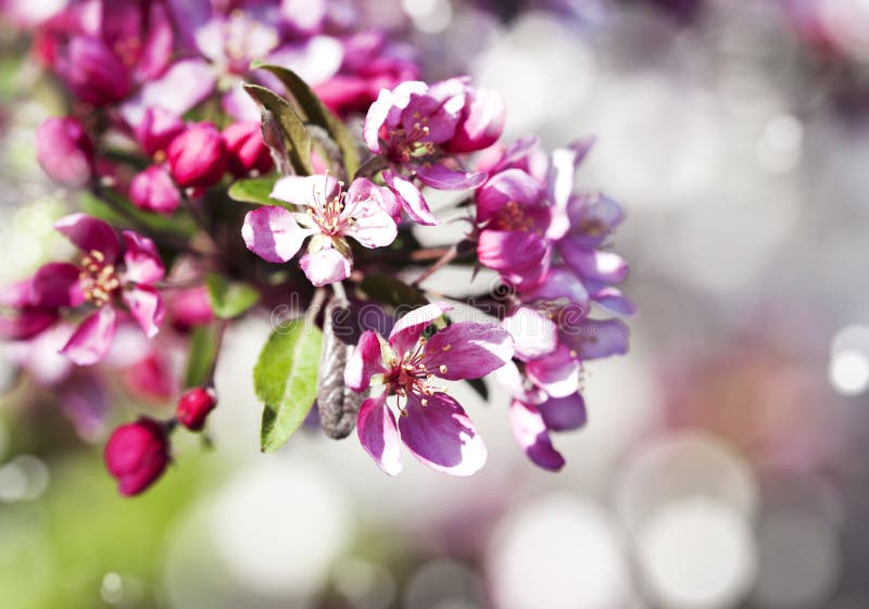 Spring Sakura Pink Flower on Abstract Nature Background. Stock Photo ...