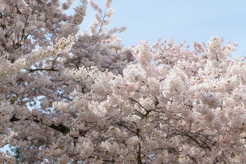 Spring Sakura Season on Branch. Image of Sakura Season at Springtime ...