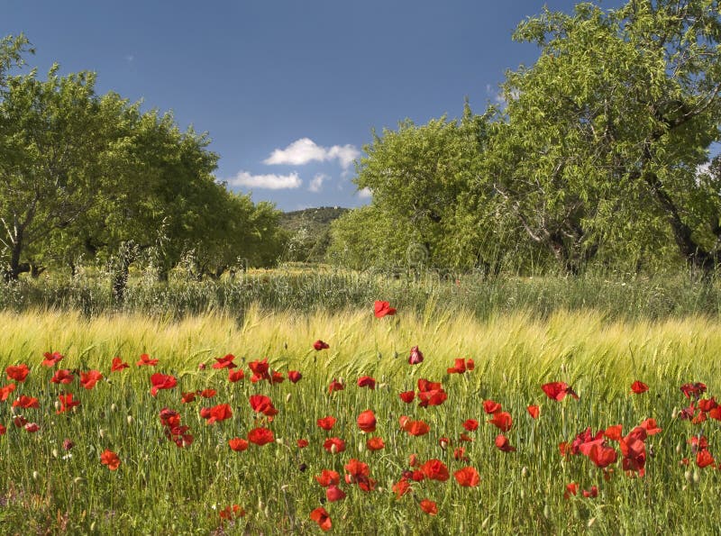 Spring Scene stock image. Image of almond, country, spring - 10683947