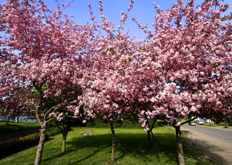 Spring scene stock photo. Image of garden, leaves, bloom - 13944110
