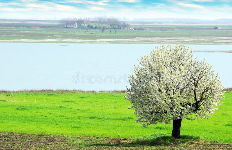 Spring scene stock photo. Image of tree, colorful, green - 14072398