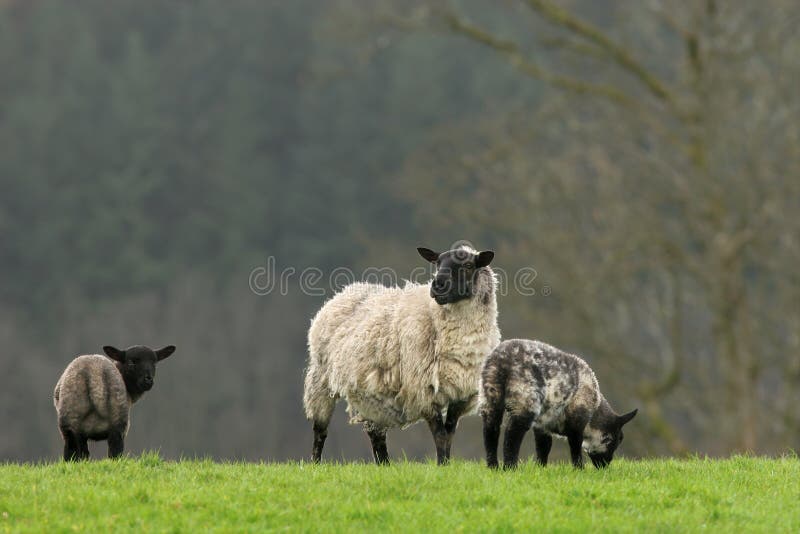 Spring Lambs stock image. Image of balanced, born, countryside - 6671247
