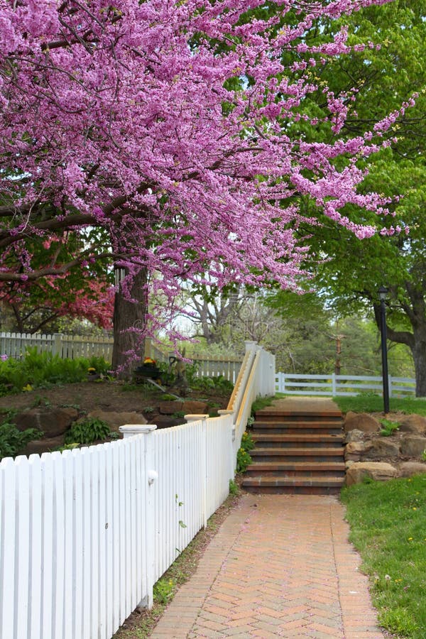 Spring scene stock photo. Image of leaf, nature, fresh - 50703248