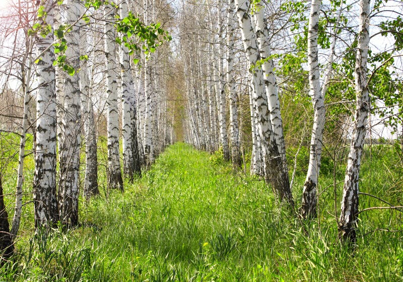 Spring Scene with Birch Trees Stock Photo - Image of natural, footpath ...
