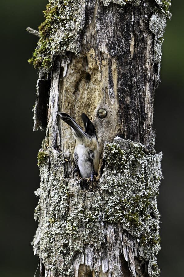 Spring Scene of a Black-Capped Chickadee Building a Nest Stock Photo ...