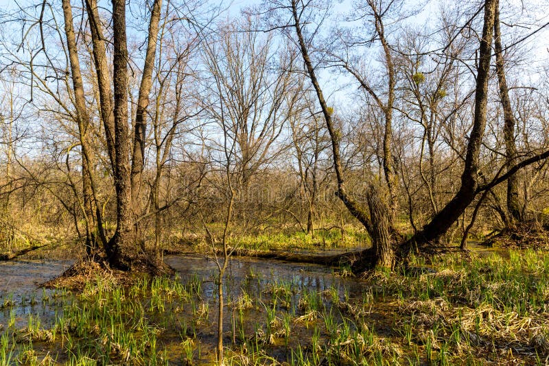 Marsh in spring forest stock image. Image of trees, lake - 144506197