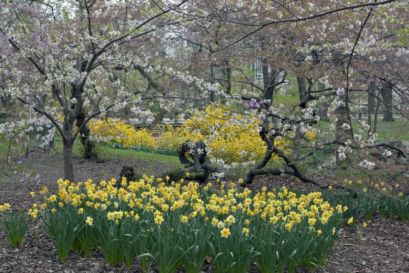 Spring Scene in Central Park Stock Image - Image of park, city: 24245543