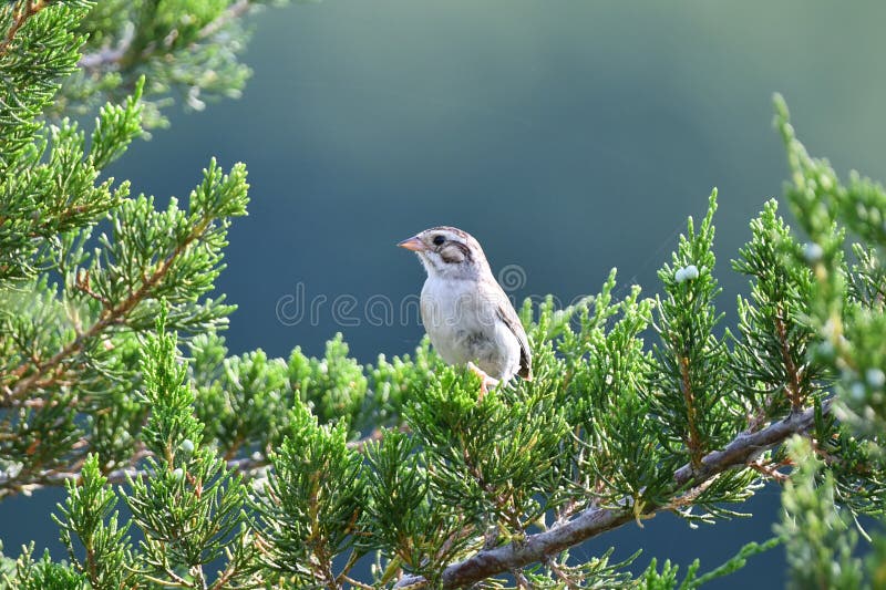 Spring Scene of a Clay Colored Sparrow Bird Stock Photo - Image of clay ...