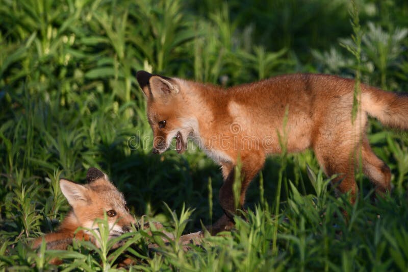 Cute Baby Red Fox Pups Playing Outside of Their Den Stock Image - Image ...
