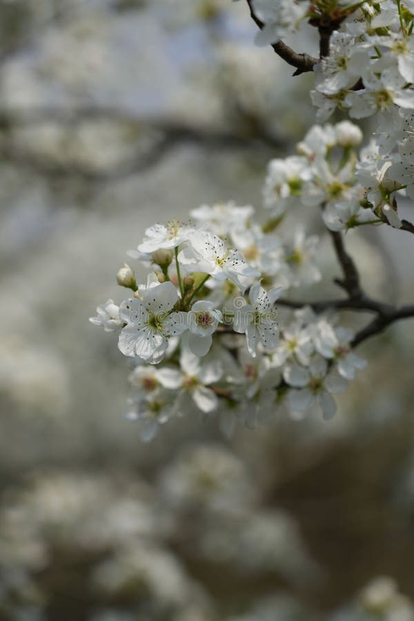 Spring Scene Featuring a Tree with Beautiful Cherry Blossom Flowers ...