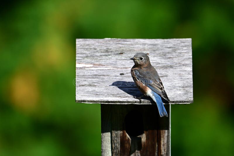 Female Eastern Bluebird Sits Perched on a Nesting Box Stock Image ...