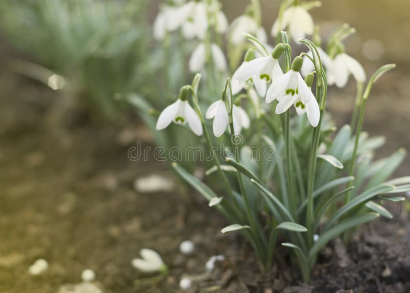 Spring Scene with Flowering Snowdrops in the Sunny Spring Day Stock ...