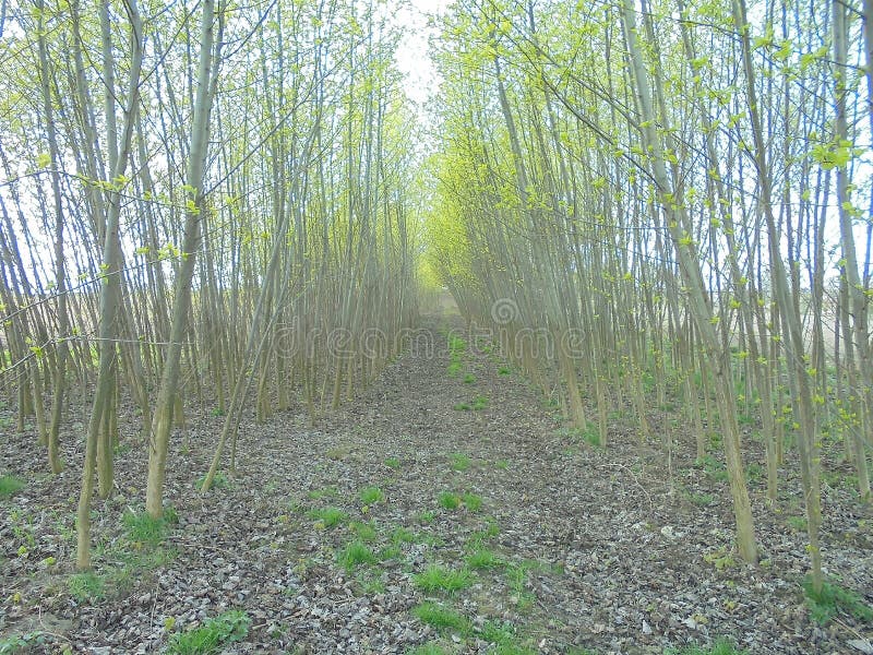 Spring Scene of Forest Path between Two Lines of Young Broadleaf Trees ...