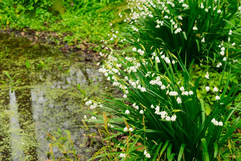 Spring scene with grass stock photo. Image of tree, pond - 108383422