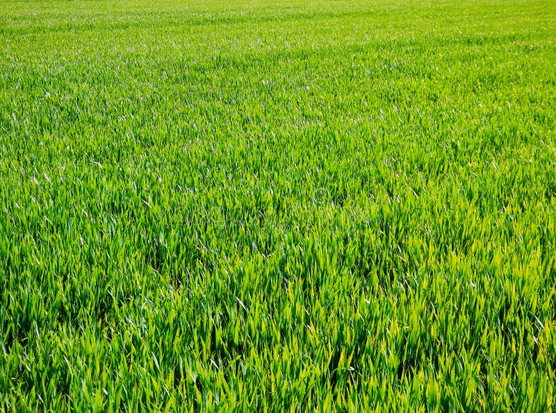 Spring Scene with Green Fields Stock Image - Image of environment ...