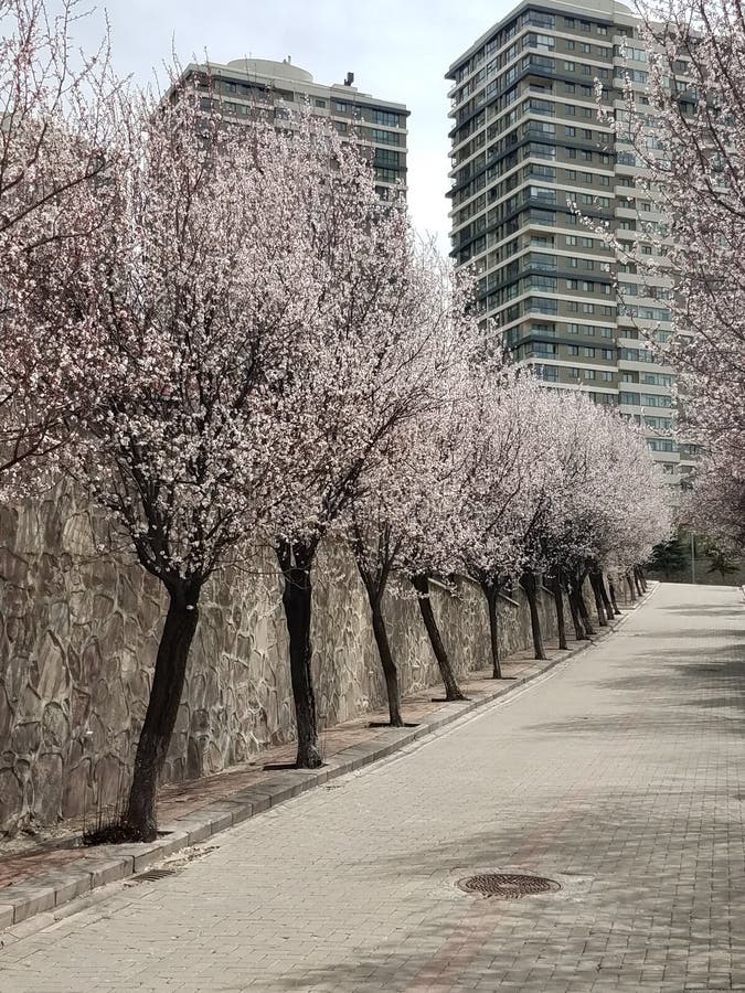 A Spring Scene with High Rise Buildings in the Background and Cherry ...