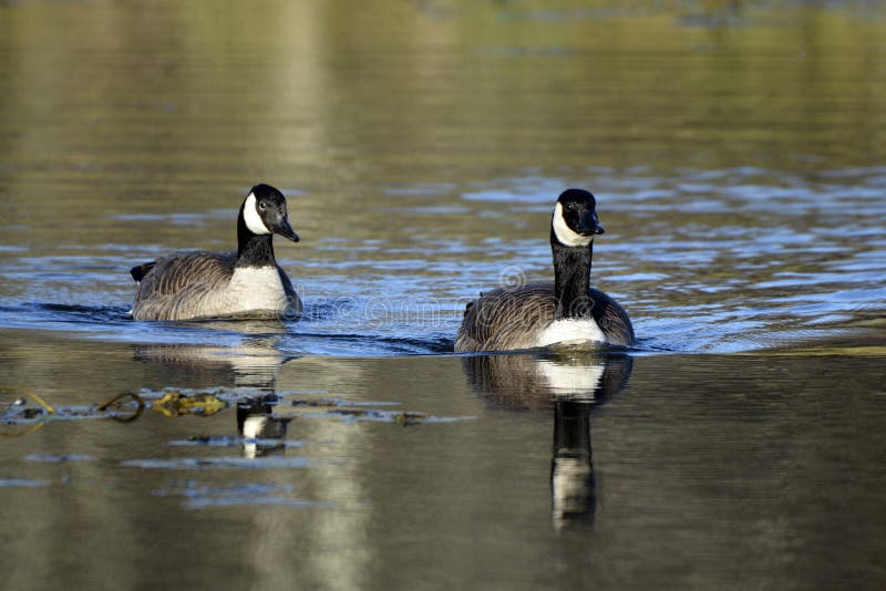 Two Canada Geese Swimming Along River Stock Photo - Image of waterfowl ...