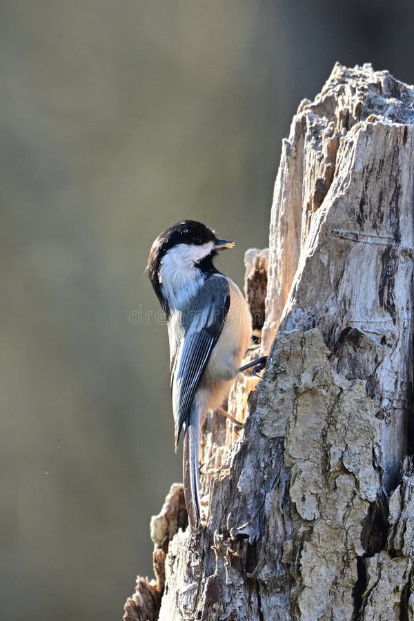 Nesting Black-capped Chickadee Bird on a Dead Tree Stock Image - Image ...