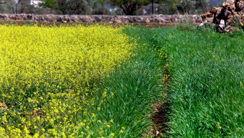A spring scene stock image. Image of grass, garden, herb - 379511453