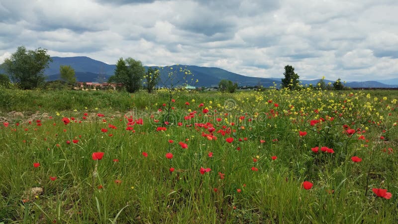 Spring Scene on a Prairie with Mountain and Cloudy Sky Stock Image ...