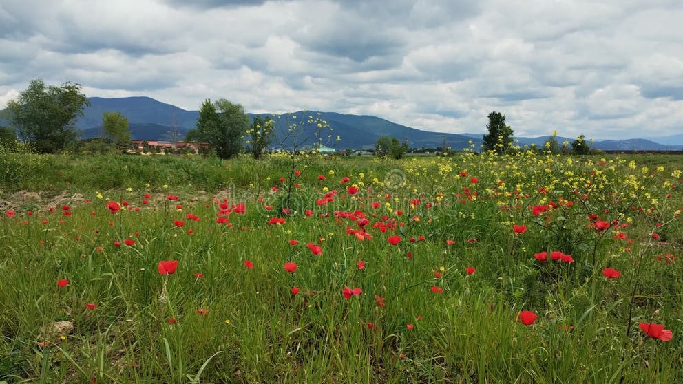 Spring Scene on a Prairie with Mountain and Cloudy Sky Stock Image ...