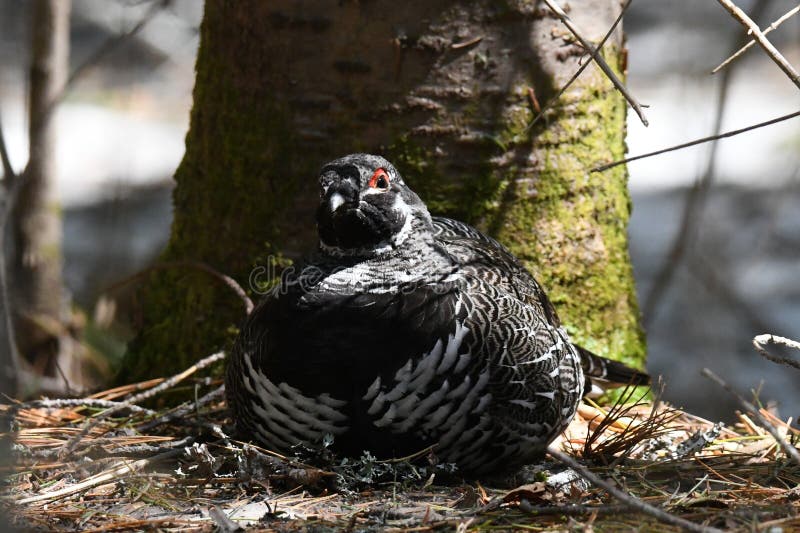 Spring Scene of a Spruce Grouse or Canada Grouse Bird Stock Image ...