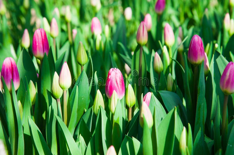 Spring Scene of Tulip Field Stock Photo - Image of fresh, purple: 91815892