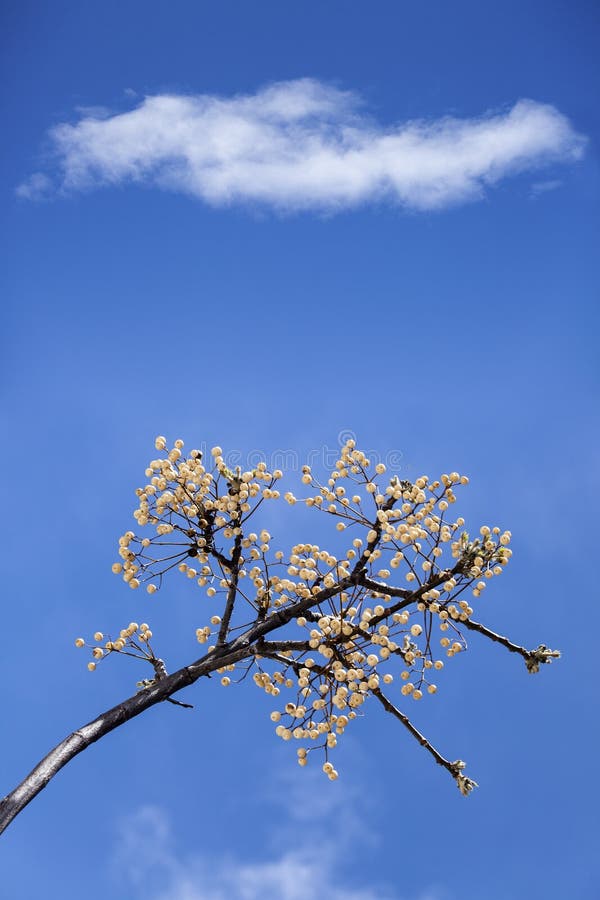 Spring Scene with White Cherries Stock Image - Image of blooming ...
