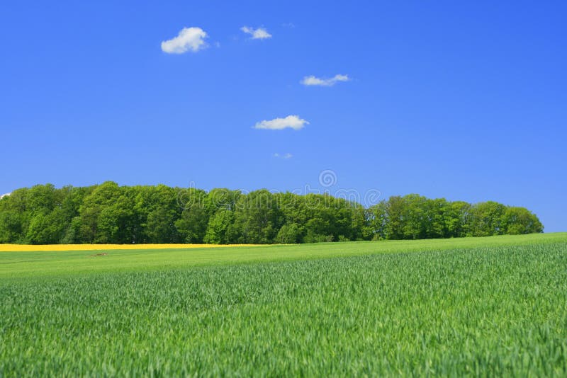 Spring scenery stock image. Image of landscape, meadow - 11120637