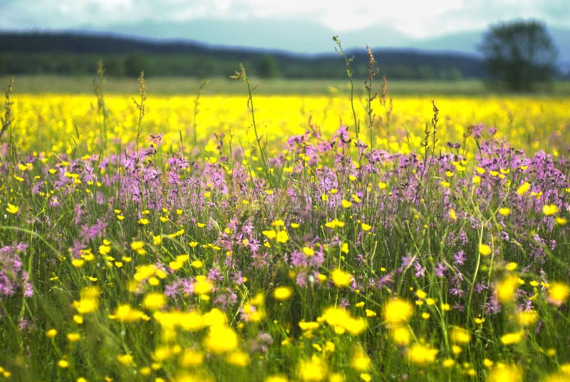 Spring Season Nature Scenery