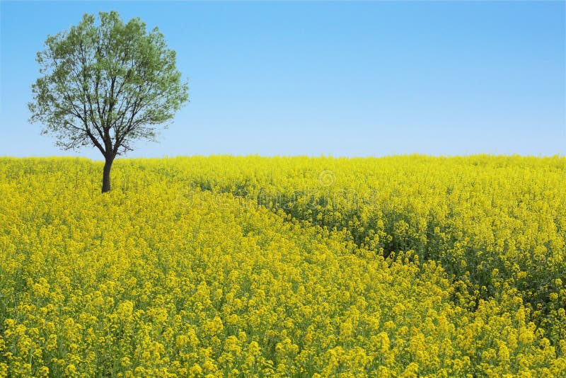 Canola Farm Field, Saskatchewan Canada Stock Photo - Image of flower ...