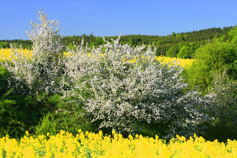 Spring scenery stock image. Image of flora, scenery, tree - 13822275
