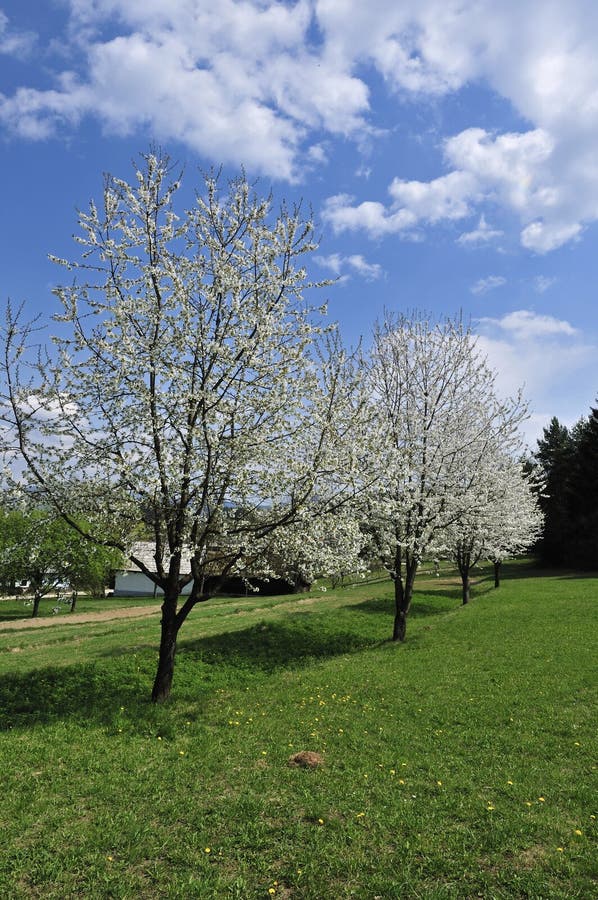 Spring Scenery stock photo. Image of green, meadow, field - 19301628
