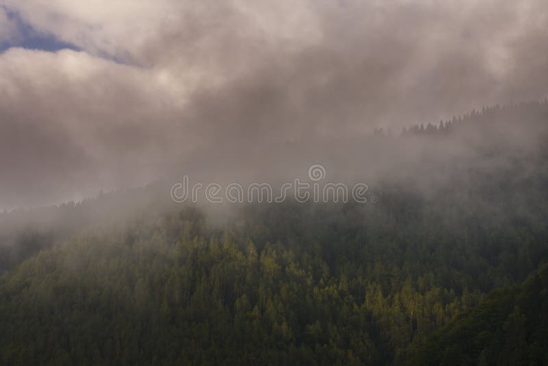 Spring Scenery in the Mountains, with Rain and Mist in a Fir Tree ...