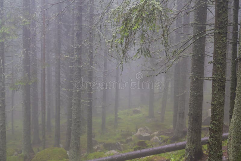 Spring Scenery in the Mountains, with Rain and Mist in a Fir Tree ...