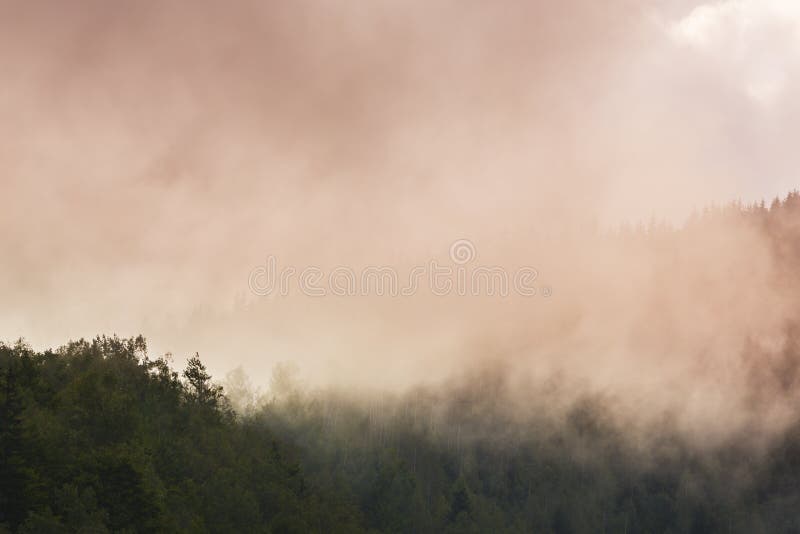 Spring Scenery in the Mountains, with Rain and Mist in a Fir Tree ...