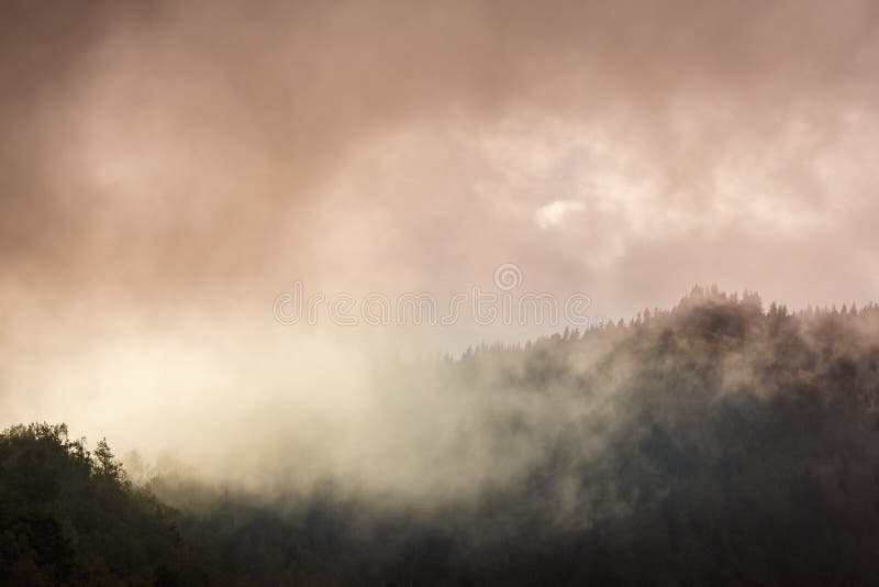 Spring Scenery in the Mountains, with Rain and Mist in a Fir Tree ...