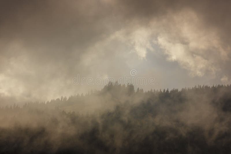 Spring Scenery in the Mountains, with Rain and Mist in a Fir Tree ...