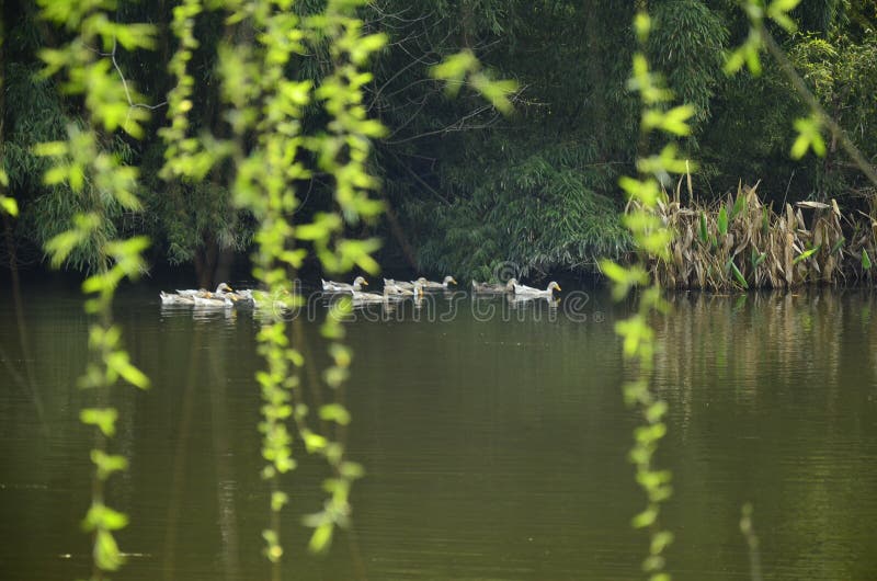 The Spring Scenery of Suzhou,China. Stock Image - Image of chinese ...
