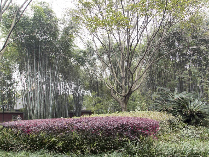 Spring Scenery in a Park,chengdu,china Stock Image - Image of china ...