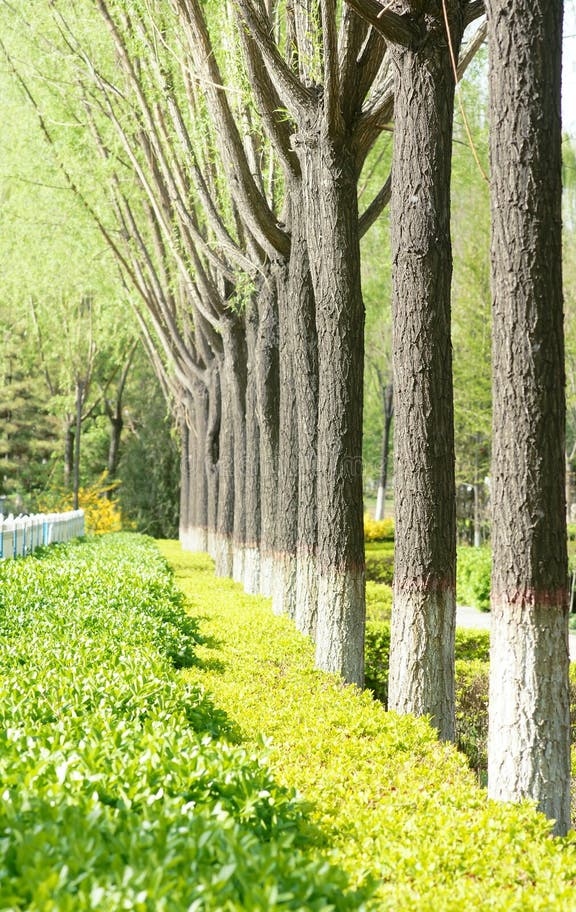Spring scenery stock image. Image of garden, withy, tree - 53536223