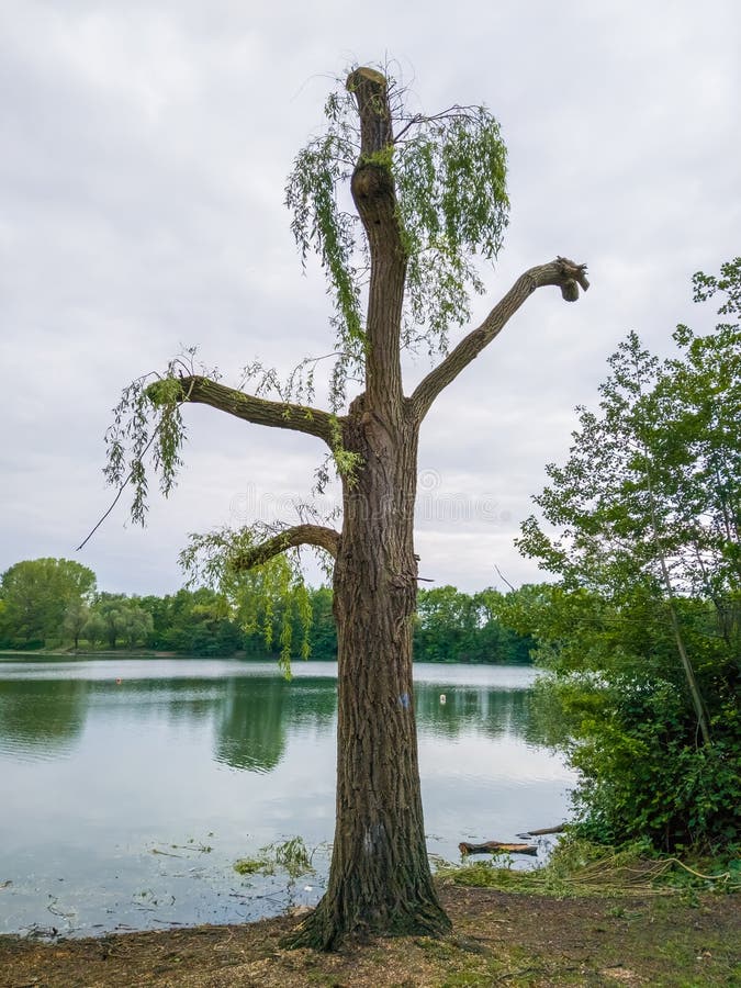 Pruned Weeping Willow Trunk in Spring by Lake Stock Photo - Image of ...