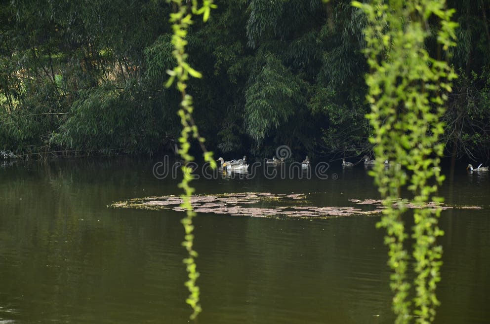 The Spring Scenery of Suzhou,China. Stock Image - Image of beautiful ...